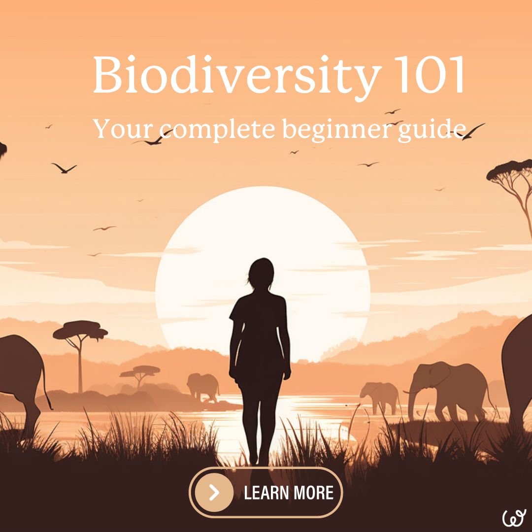 Wild Guides - Wildya