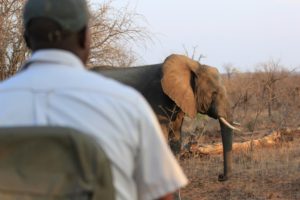 36 Nature Conservation Jobs to Build a Career & A Wilder World