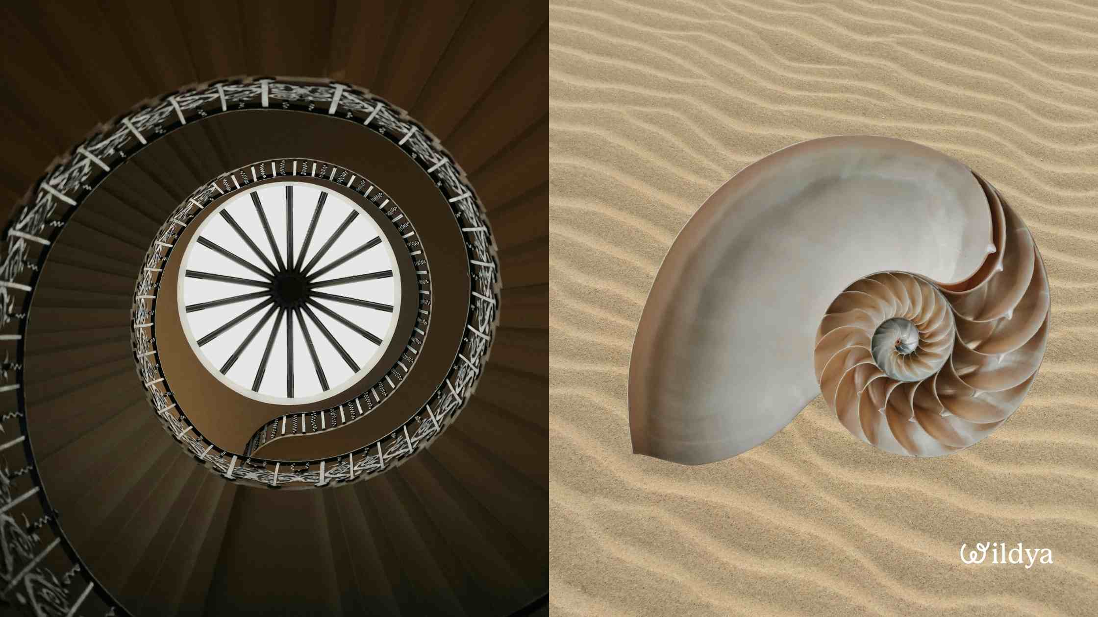 What is biomimicry design and how to use it for your products
